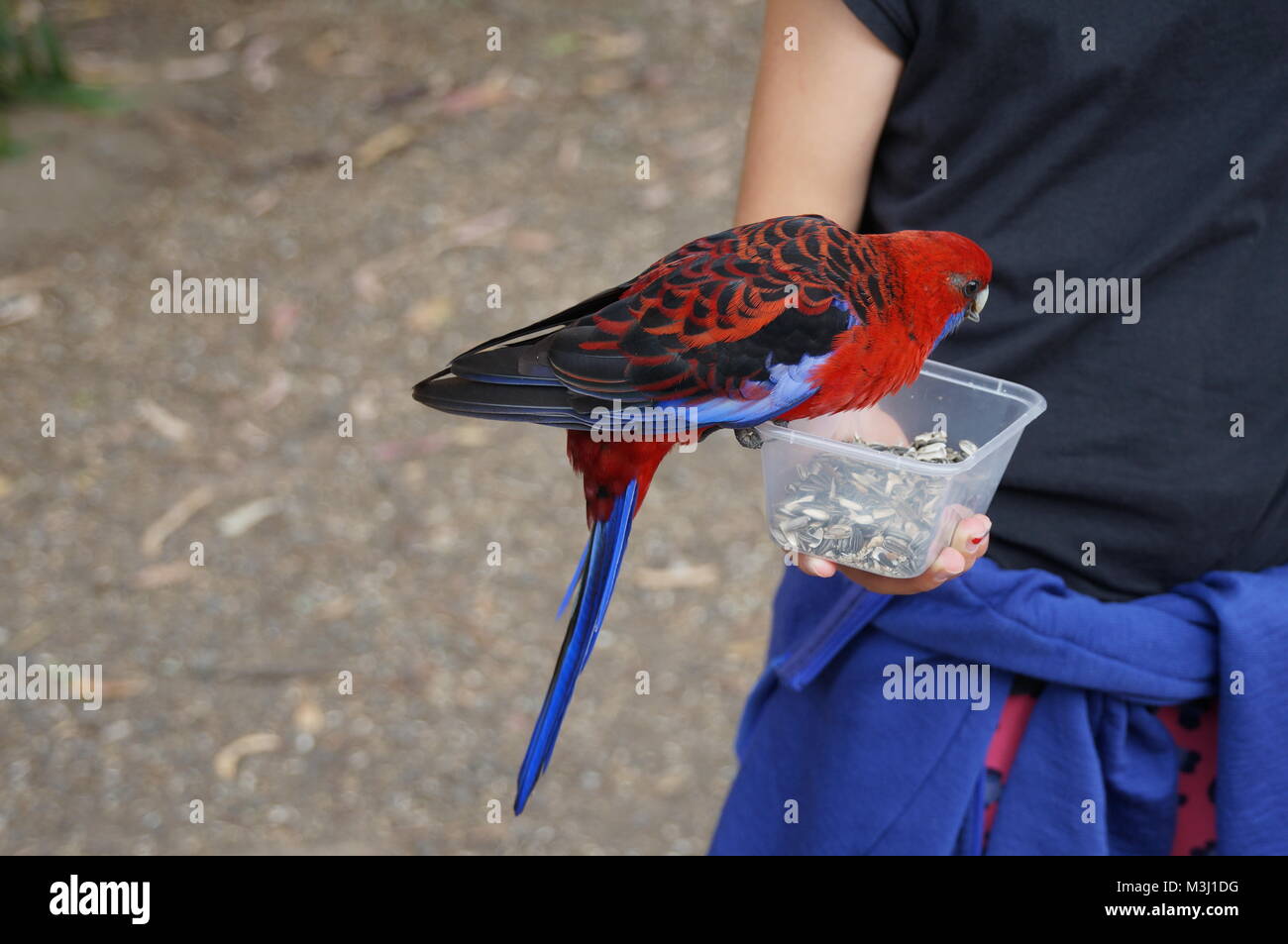 Feeding the parrot by hand Stock Photo - Alamy