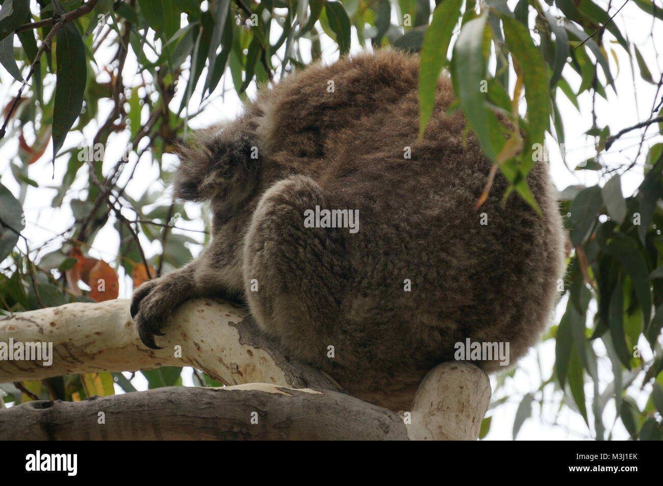 Koala in the tree scratch arse Stock Photo - Alamy