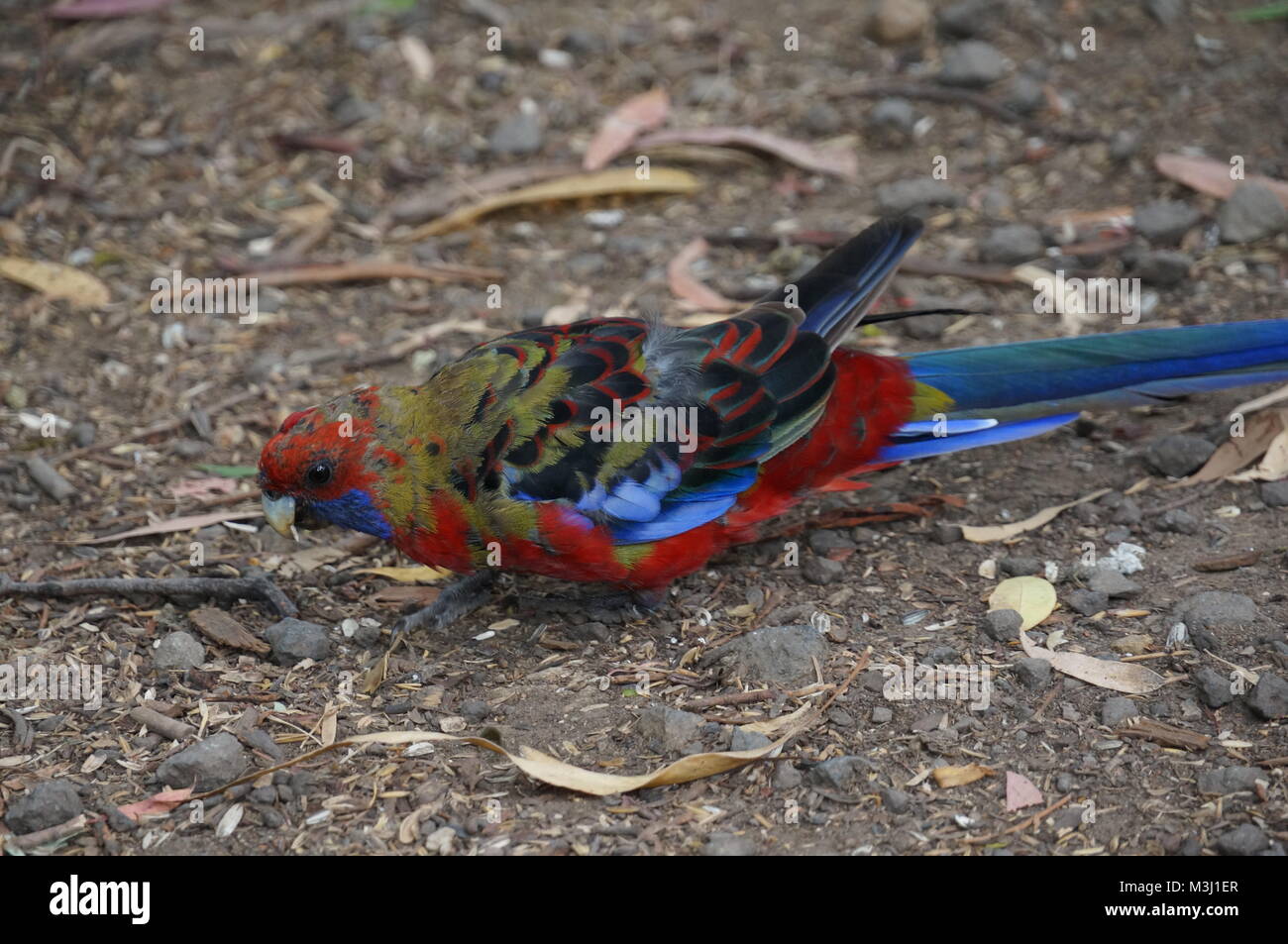 Perrot bird hi-res stock photography and images - Alamy