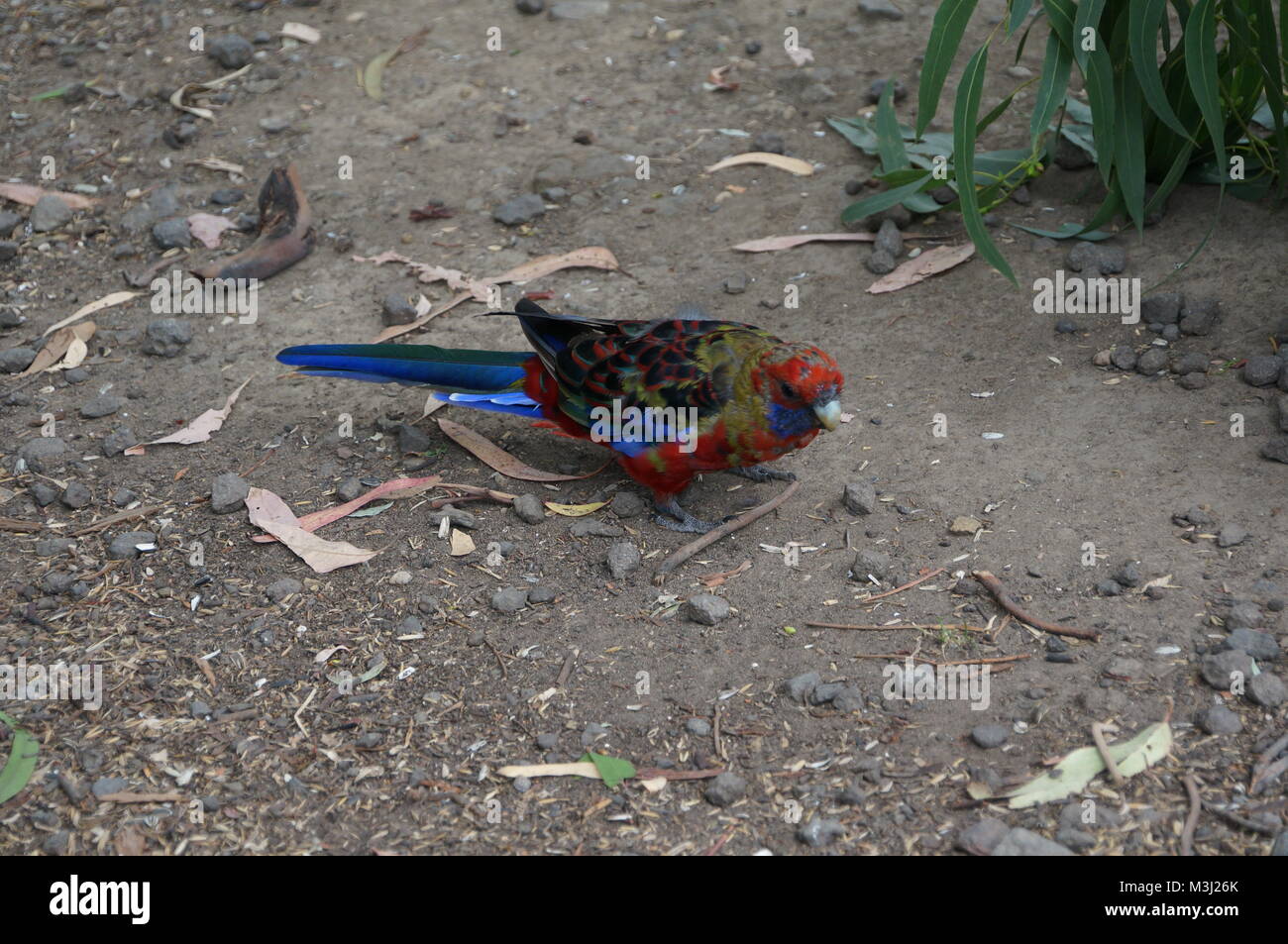 Perrot bird hi-res stock photography and images - Alamy