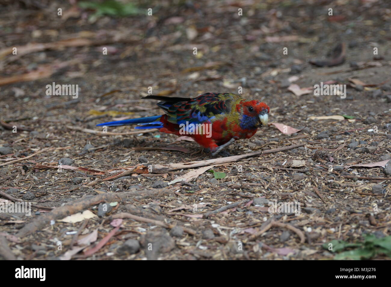 Perrot bird hi-res stock photography and images - Alamy