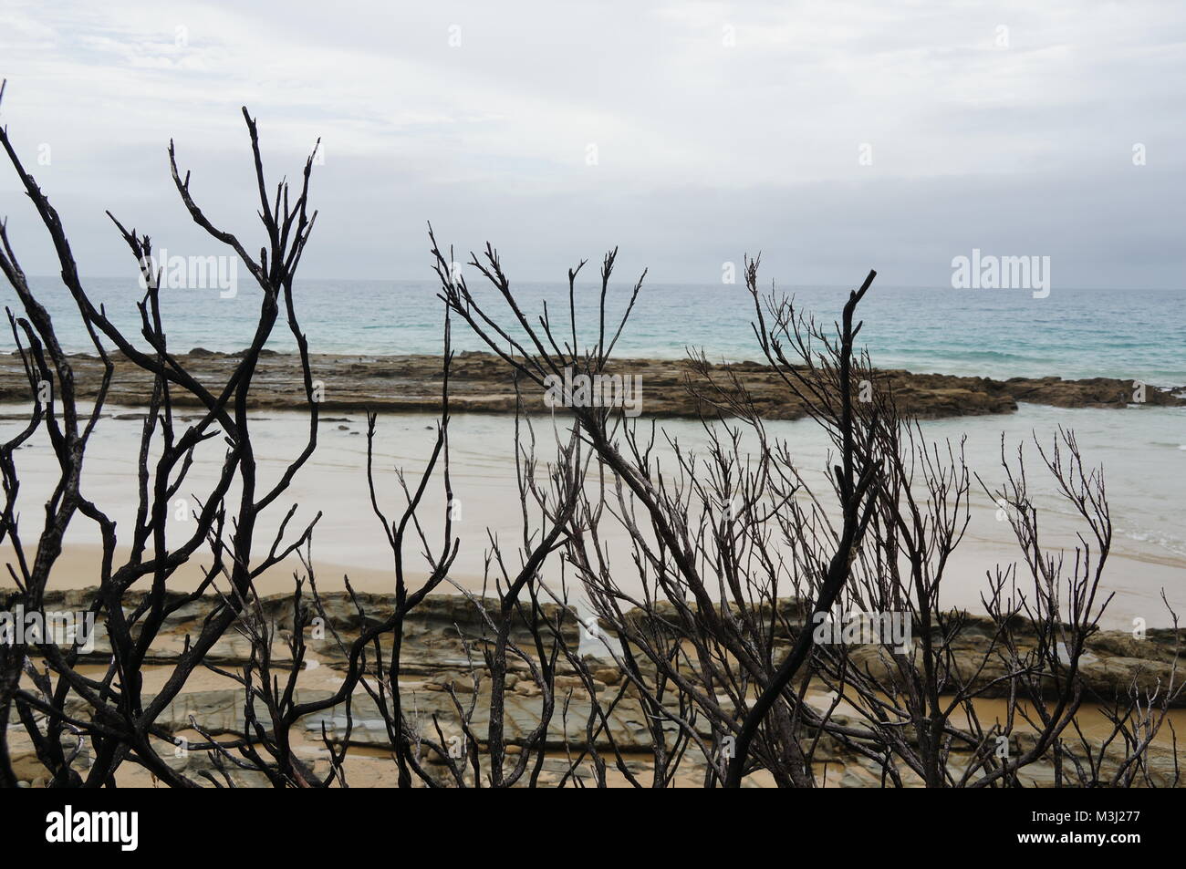 Dead trees on the river mouth Stock Photo - Alamy