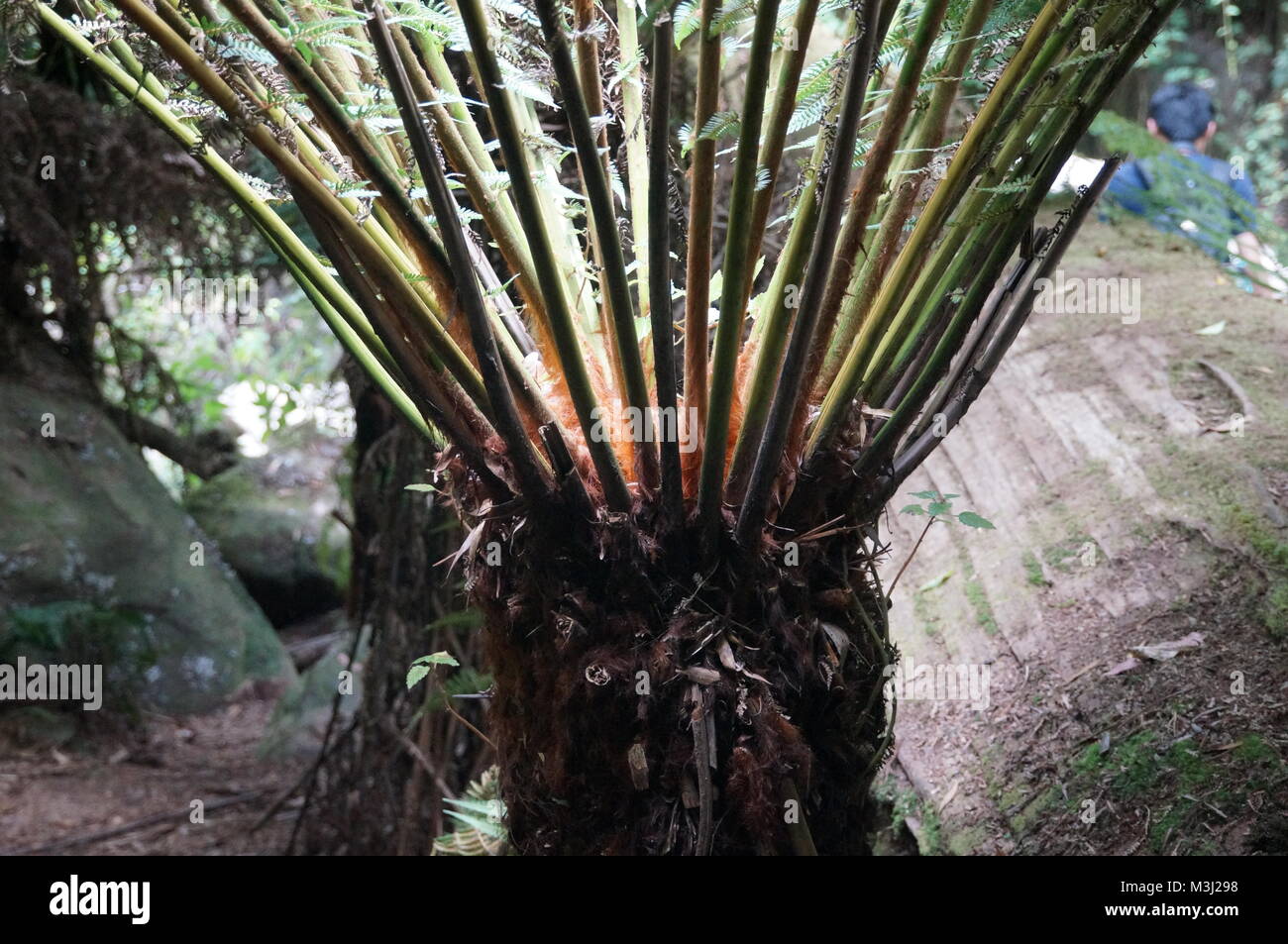 Palm tree head hi-res stock photography and images - Alamy