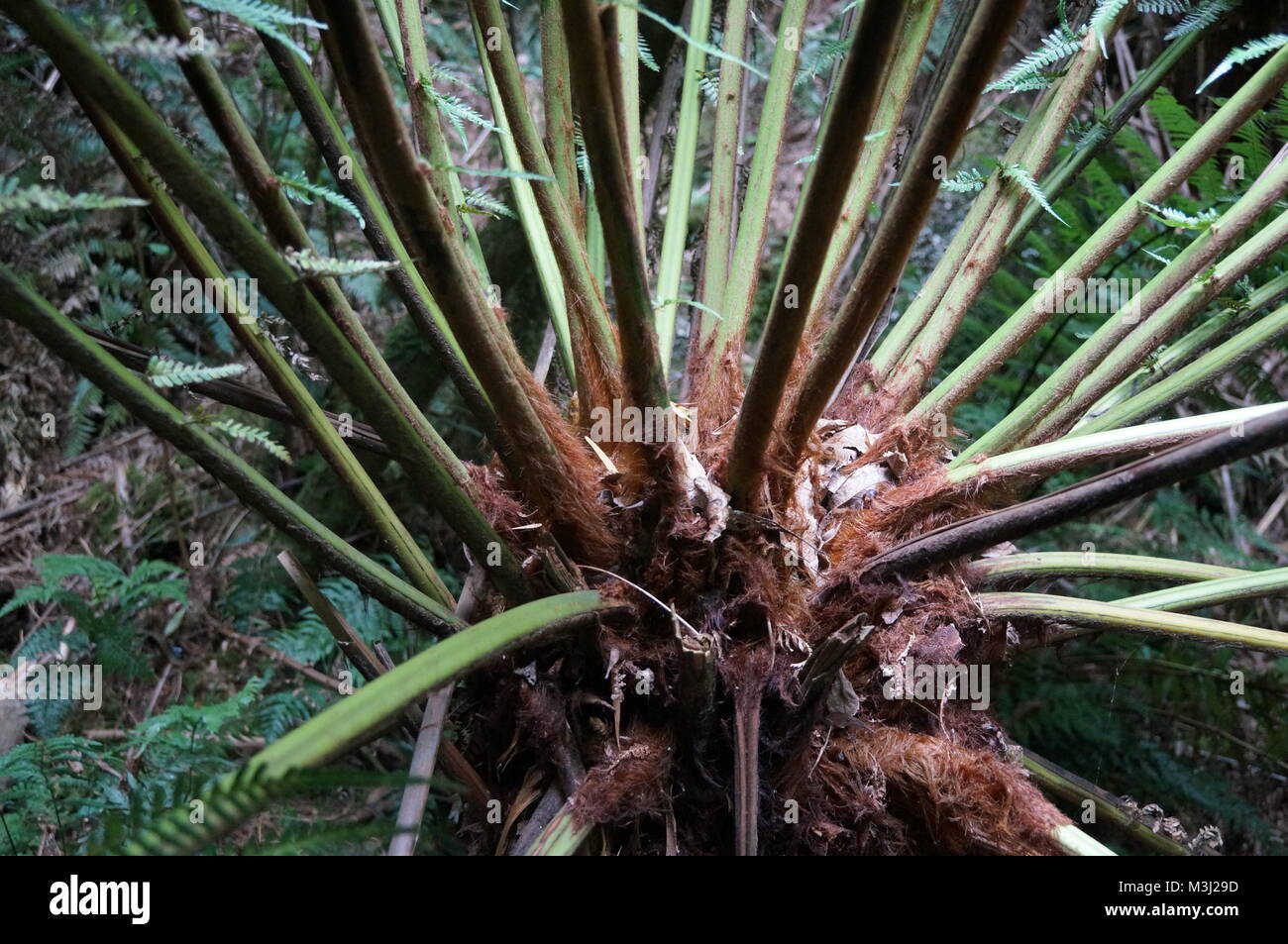 Palm tree head hi-res stock photography and images - Alamy