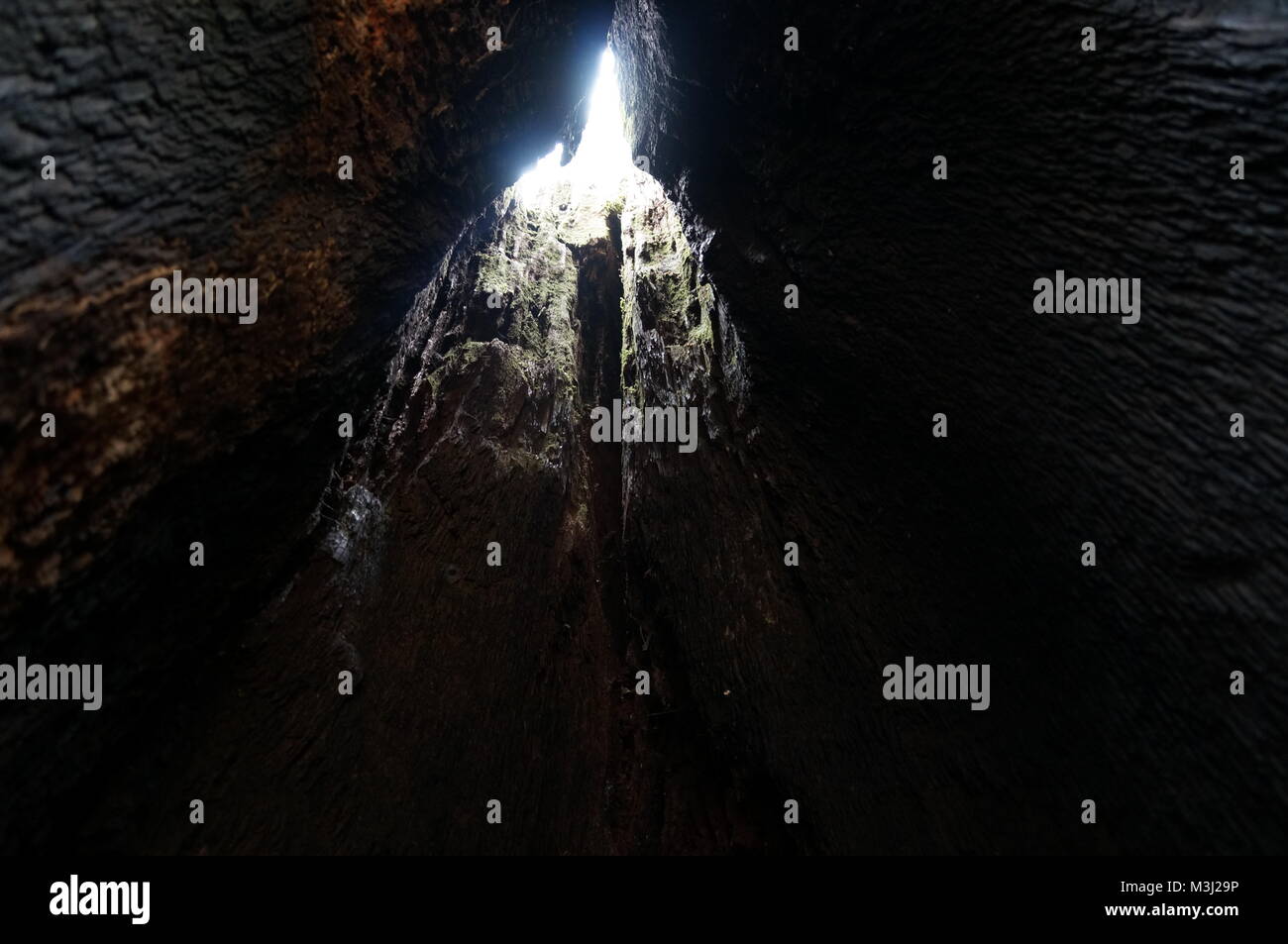Inside of a dead tree, spark of light Stock Photo - Alamy