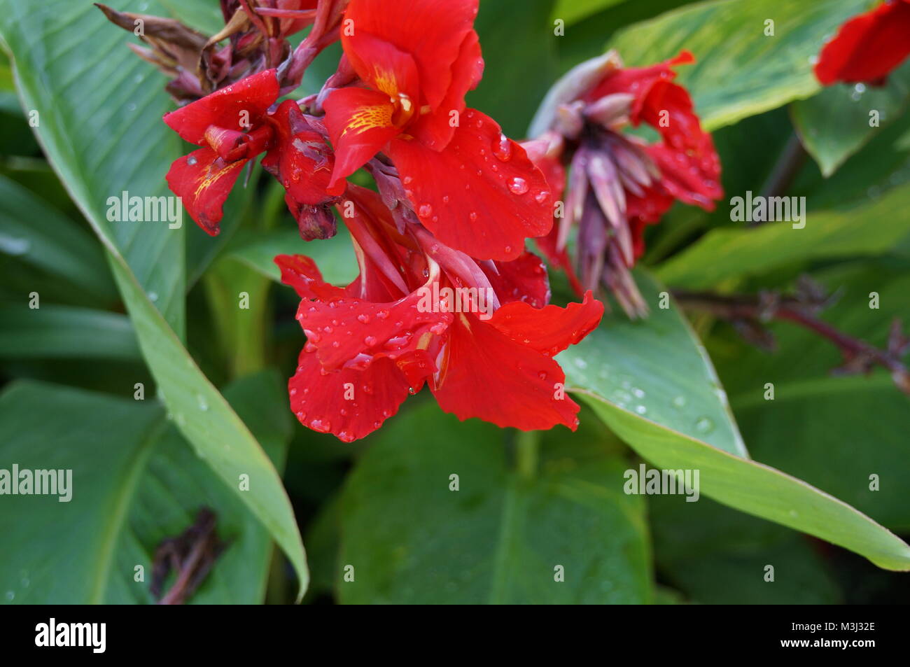 Red Flower with morning dew Stock Photo - Alamy