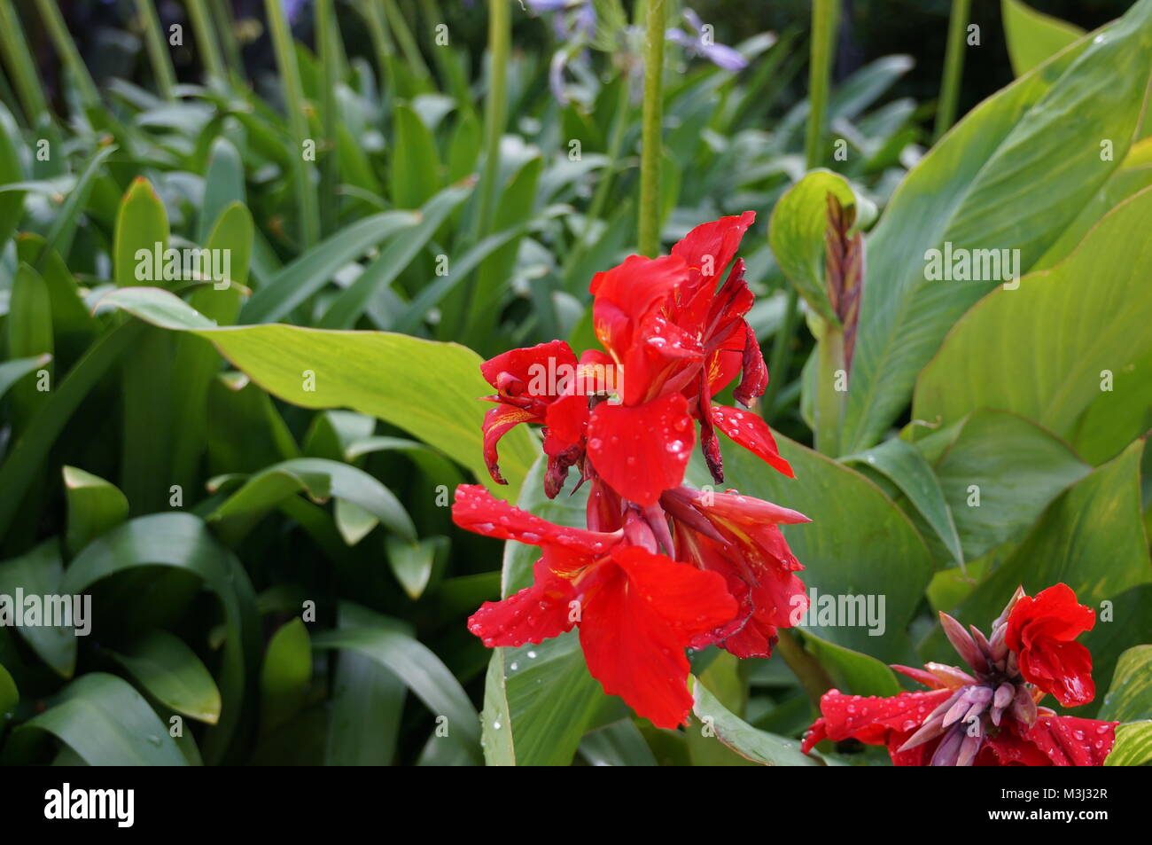 Red Flower with morning dew Stock Photo - Alamy
