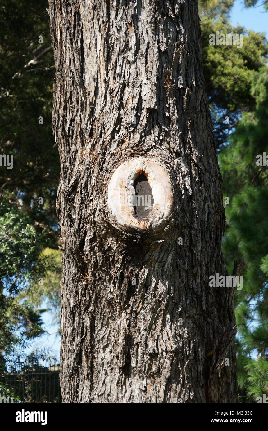 Tree with a cut off trunk look like a keyhole Stock Photo - Alamy