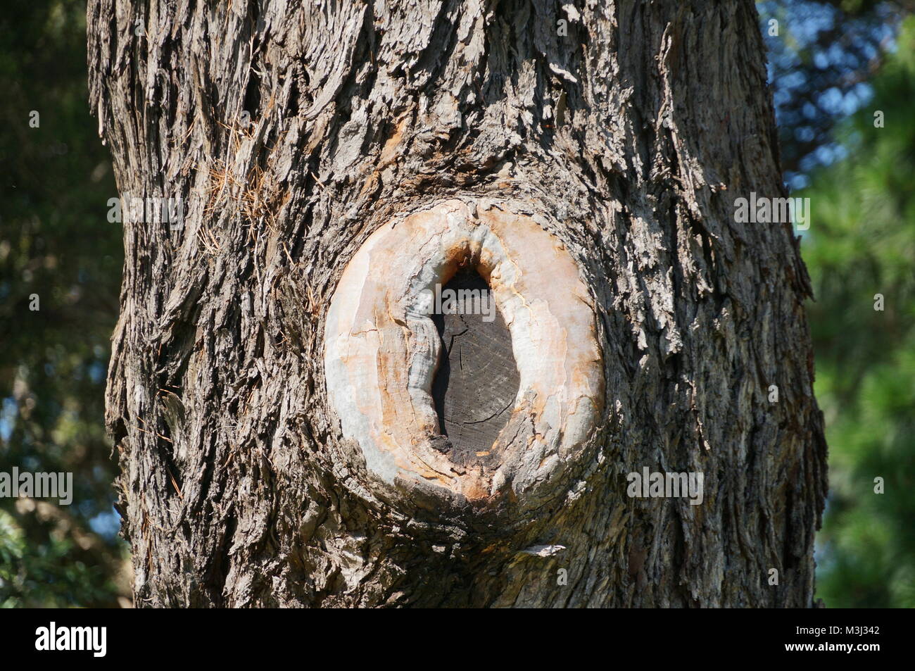 Tree with a cut off trunk look like a keyhole Stock Photo - Alamy