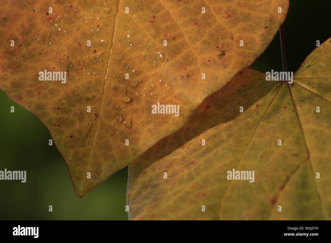 leaf by leaf Stock Photo - Alamy