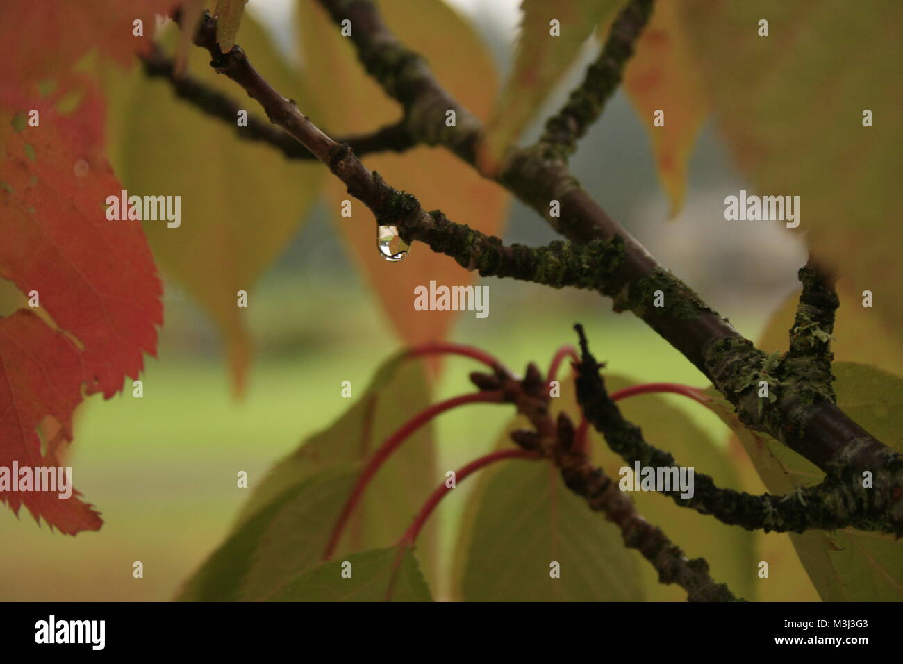 dew drop branch Stock Photo - Alamy