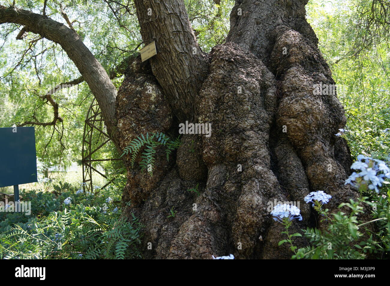 knotted pepper tree basement Stock Photo - Alamy