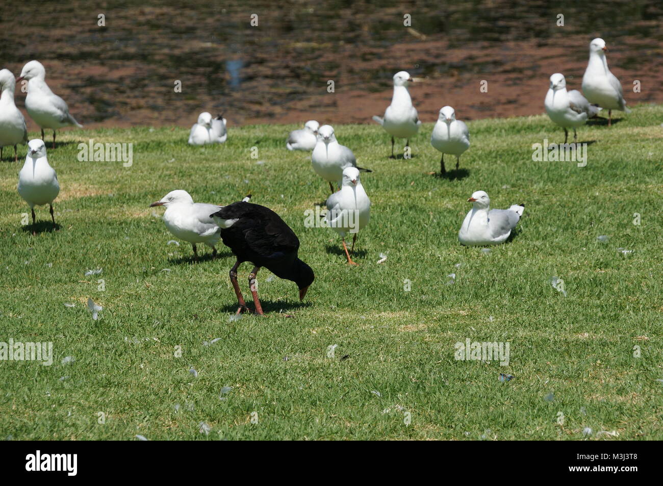 Newbe hi-res stock photography and images - Alamy