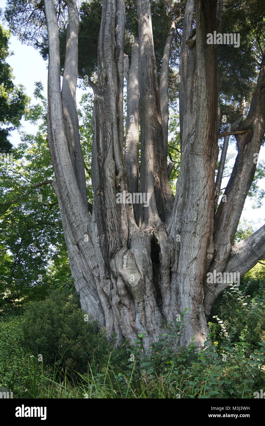 multi trunk tree Stock Photo - Alamy