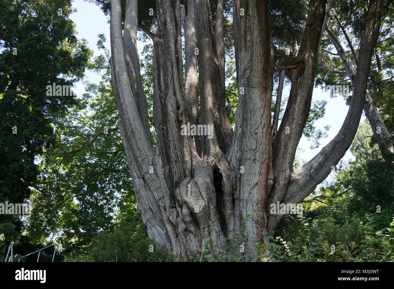 Multi trunk tree hi-res stock photography and images - Alamy