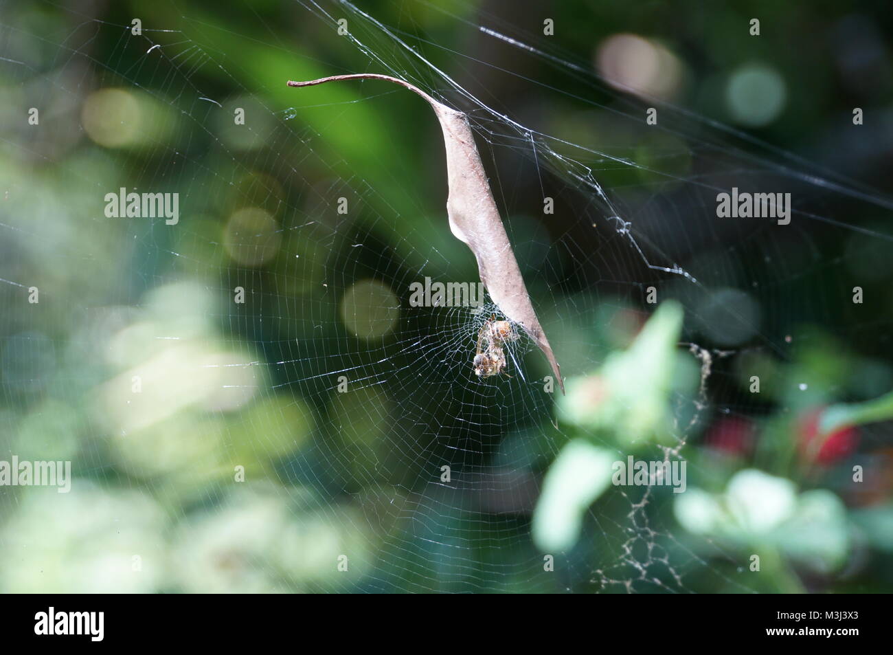 Spiderweb closeup with some prey Stock Photo - Alamy