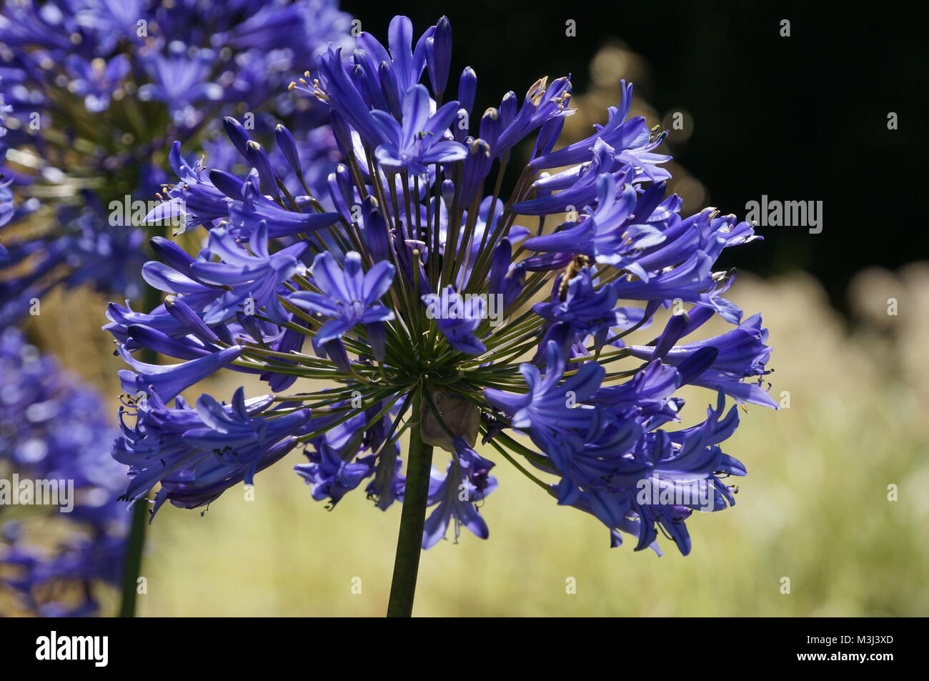 Blue flower in shape of a ball Stock Photo - Alamy
