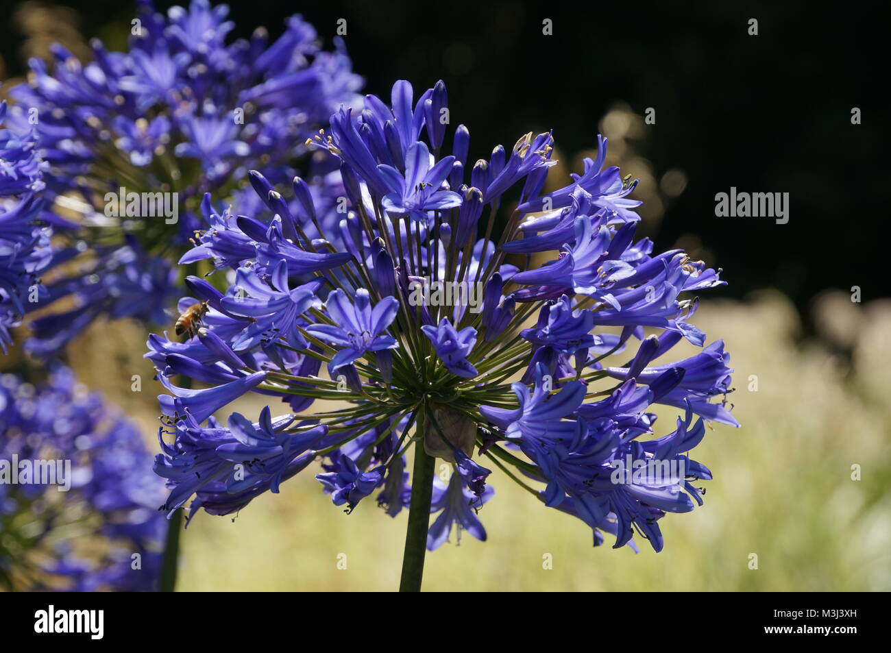 Blue flower in shape of a ball visited by a bee Stock Photo - Alamy