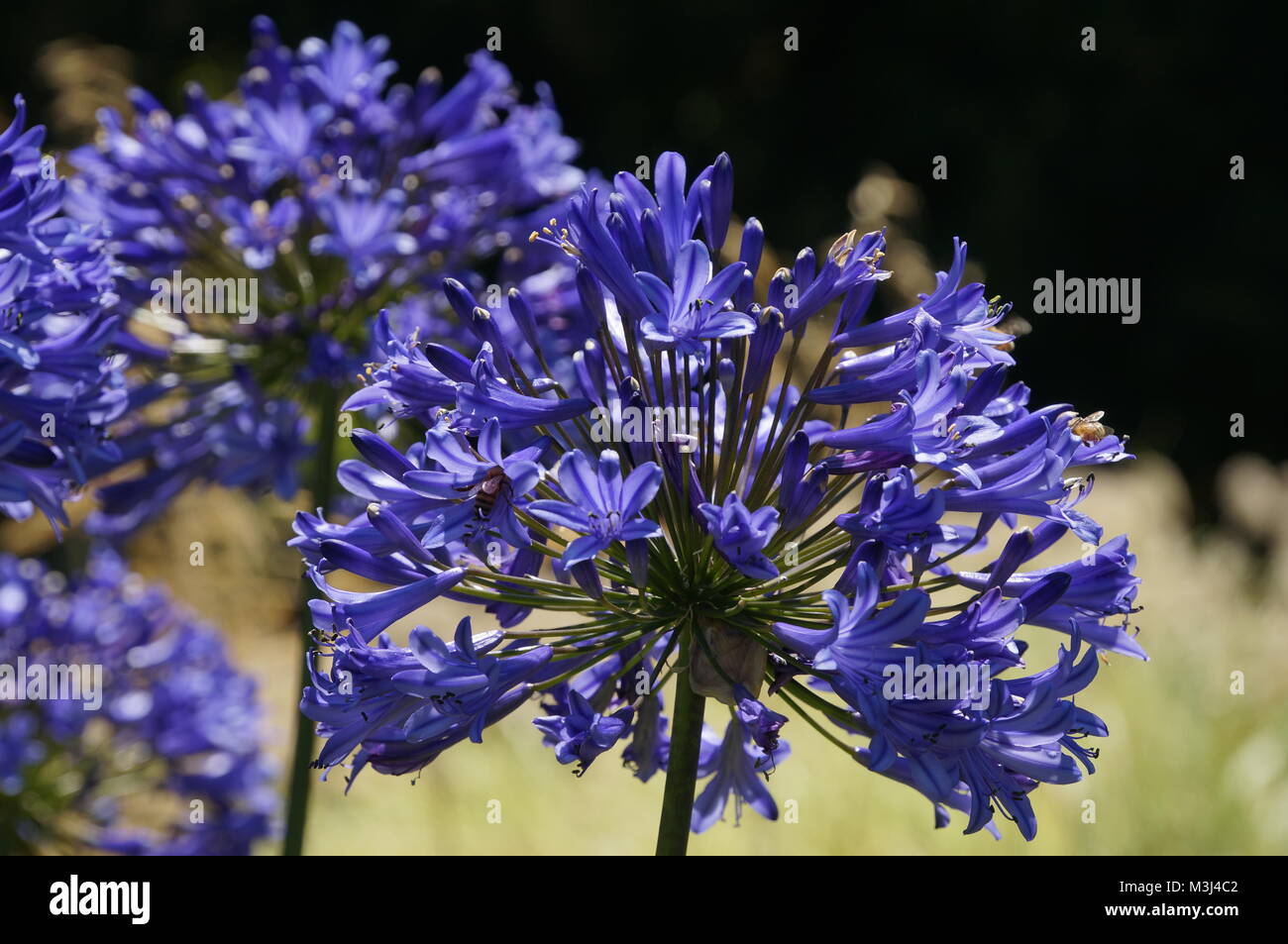 Blue flower in shape of a ball visited by a bee Stock Photo - Alamy