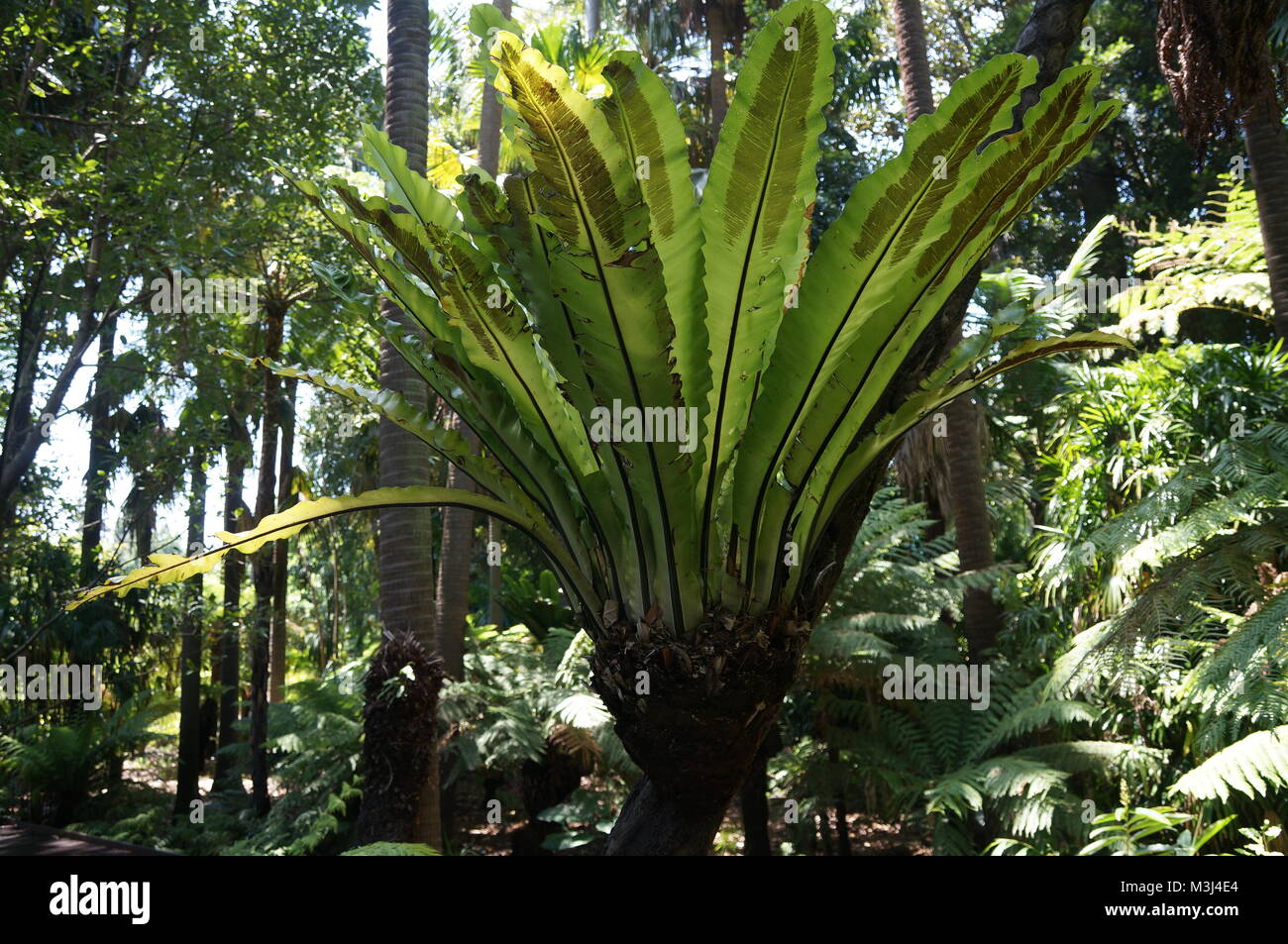 Farn tree hi-res stock photography and images - Alamy