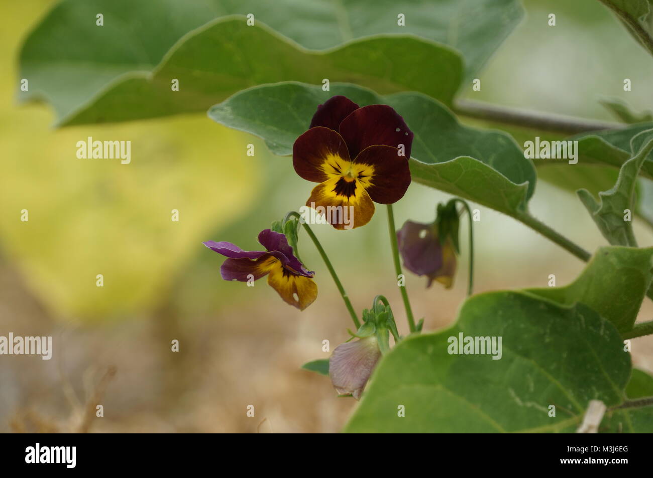 shouting flower face closeup Stock Photo - Alamy