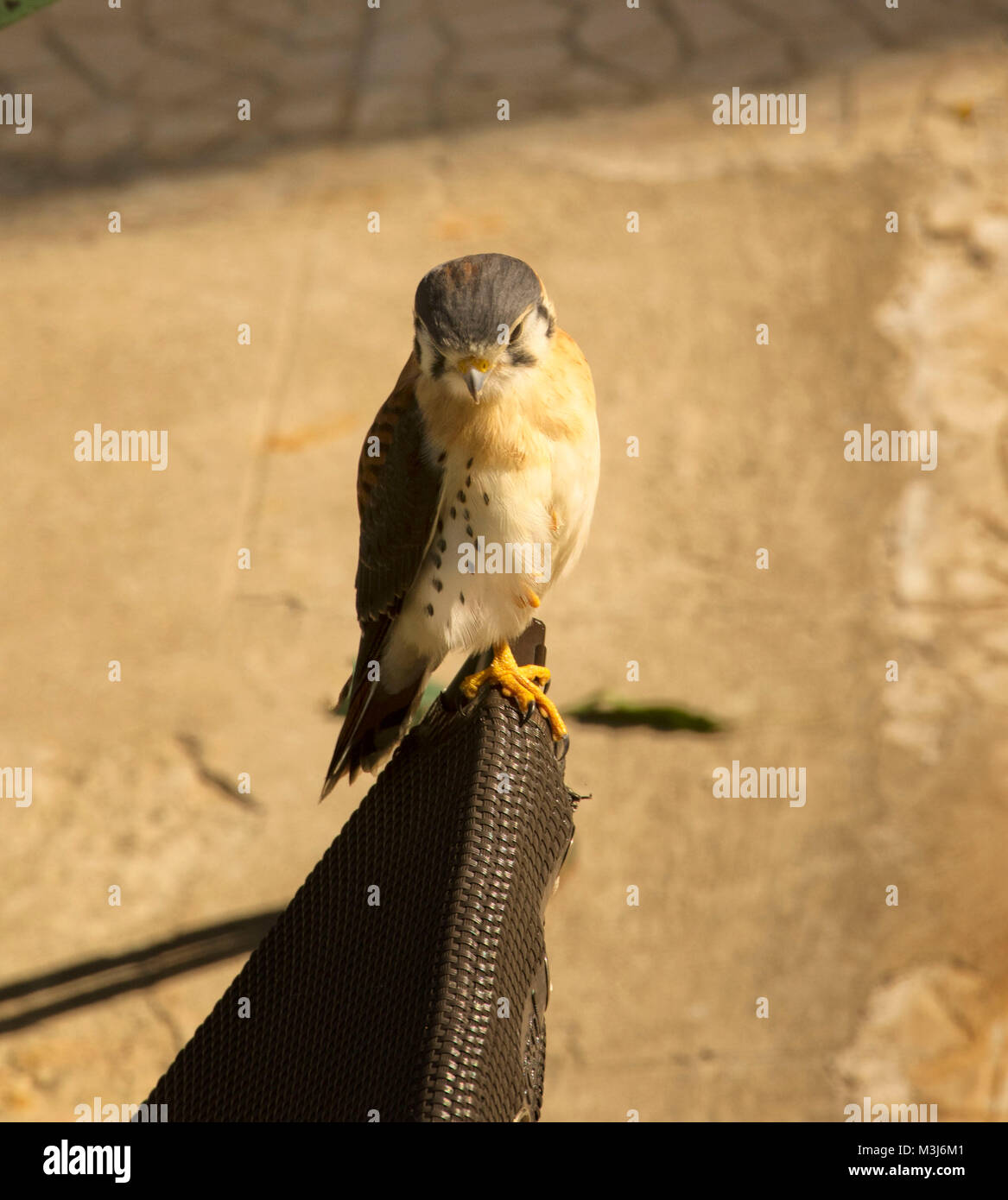 Jamaican hawk hi-res stock photography and images - Alamy