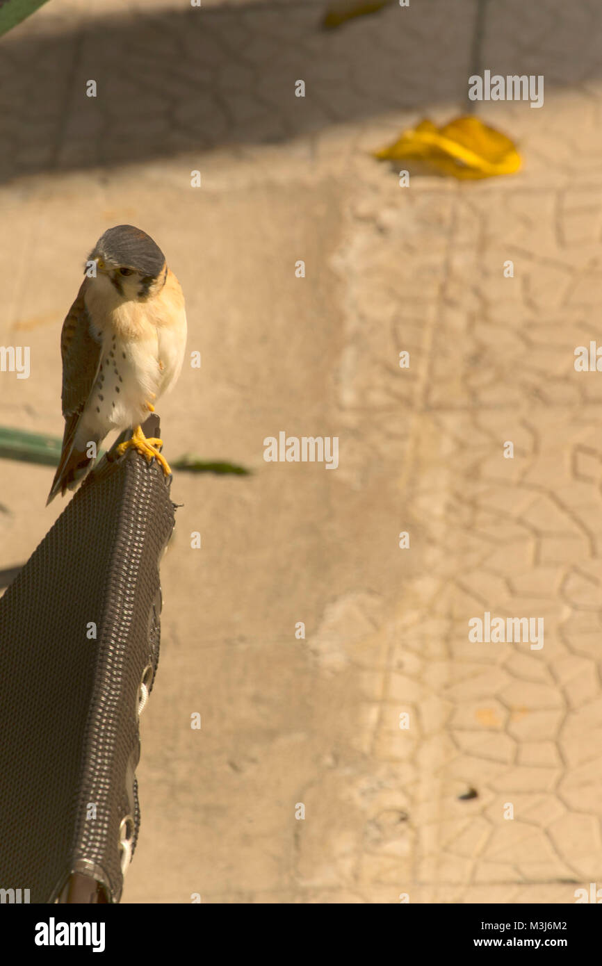 Jamaican hawk hi-res stock photography and images - Alamy