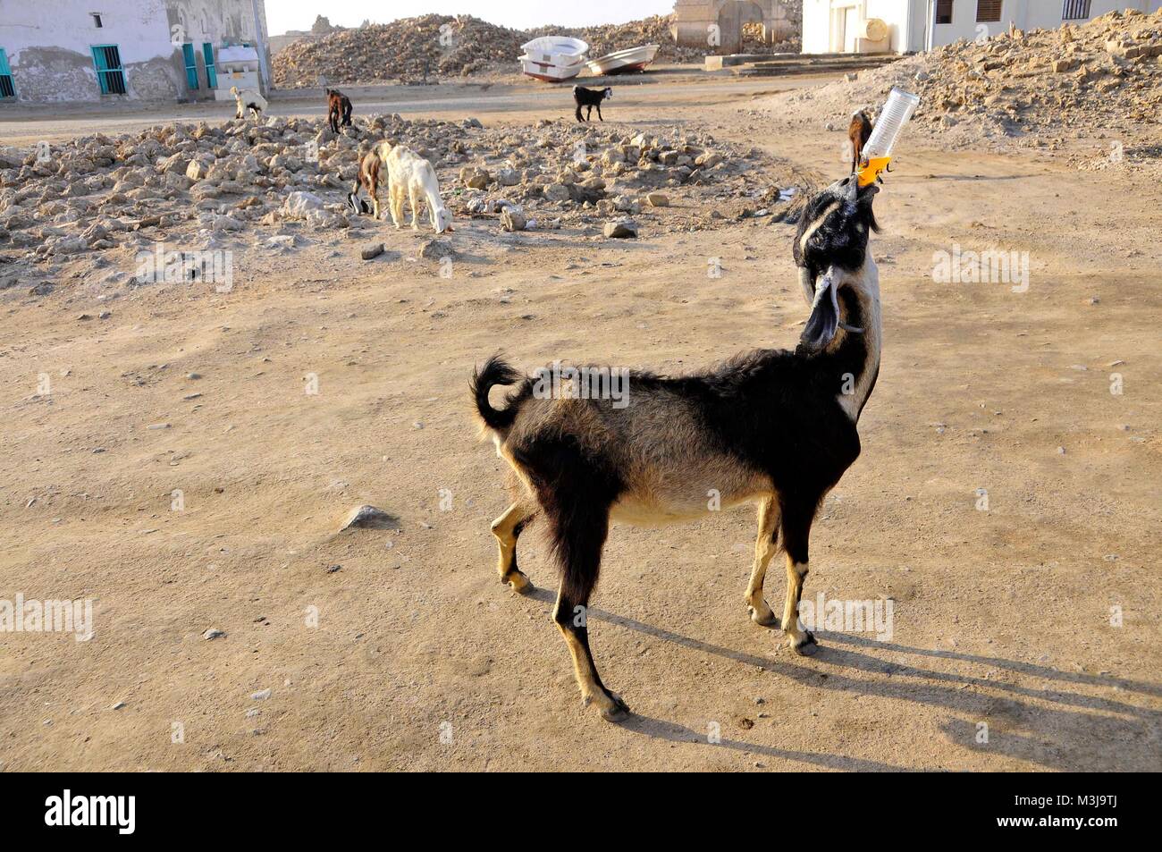 Suakin(Sudan. 11th Feb, 2018. Photo taken on Feb. 9, 2018 shows a goat ...
