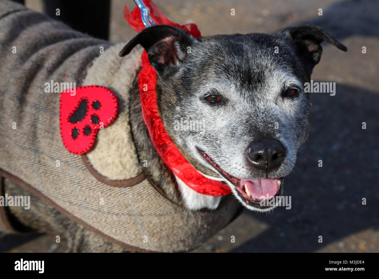 London, UK. 11th February 2018. Abi the Staffordshire Bull Terrier at ...