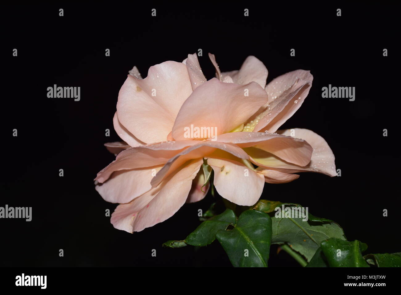ping rose in dark Stock Photo - Alamy