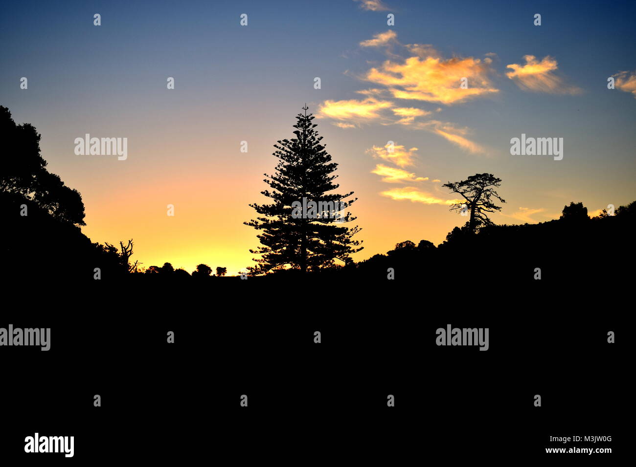 Pine tree shadow hi-res stock photography and images - Alamy