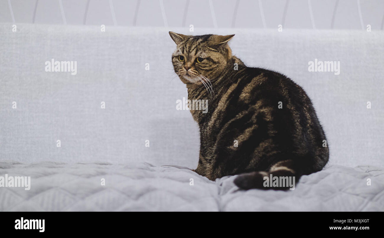 Hilarious Fat Cat Pictures