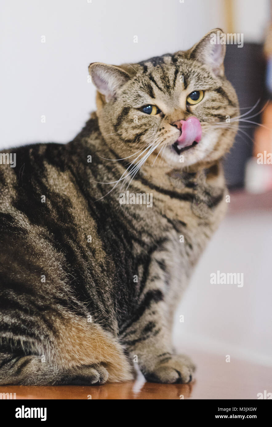 Funny Fat Cat Sitting brown cat playing relaxed Stock Photo - Alamy
