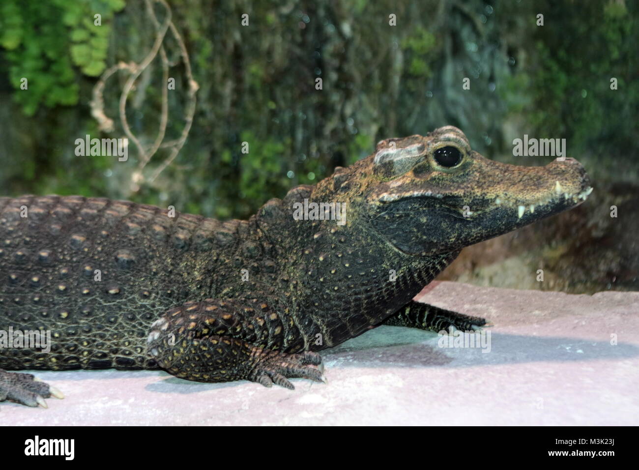 Krokodil symbol hi-res stock photography and images - Alamy