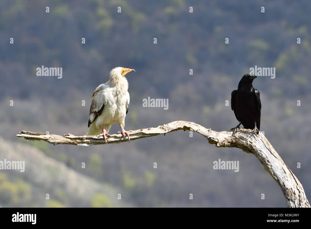 Egyptian Vulture and a Raven into the Mountains Stock Photo - Alamy