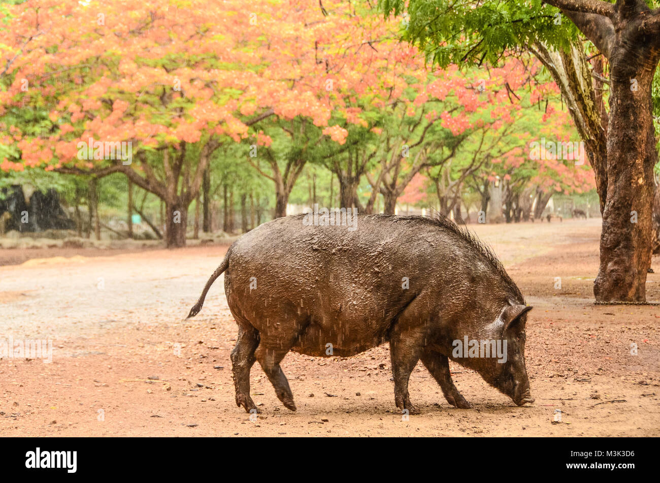 Razorback pig hi-res stock photography and images - Alamy