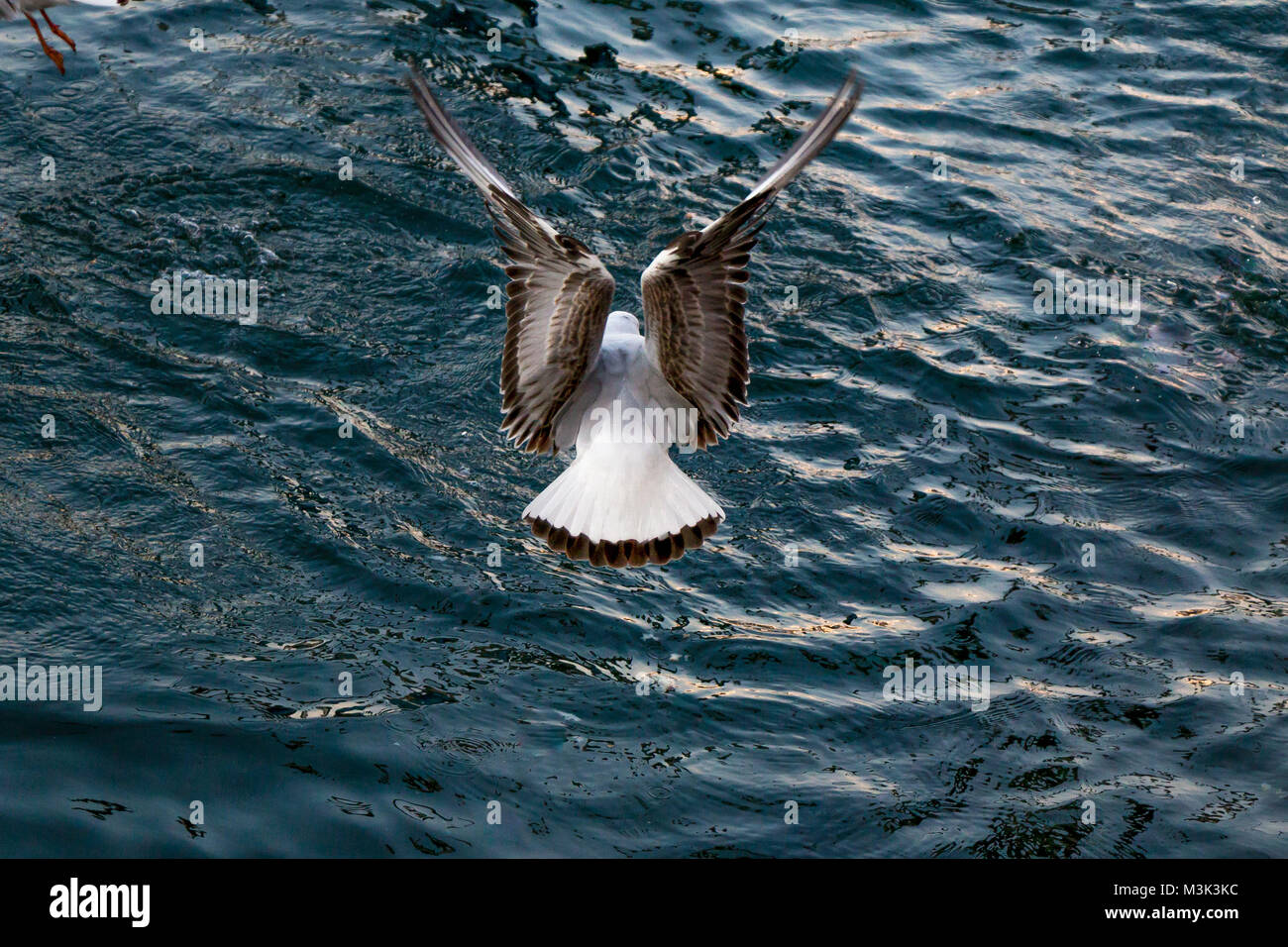 A Bird flying above the water Stock Photo - Alamy