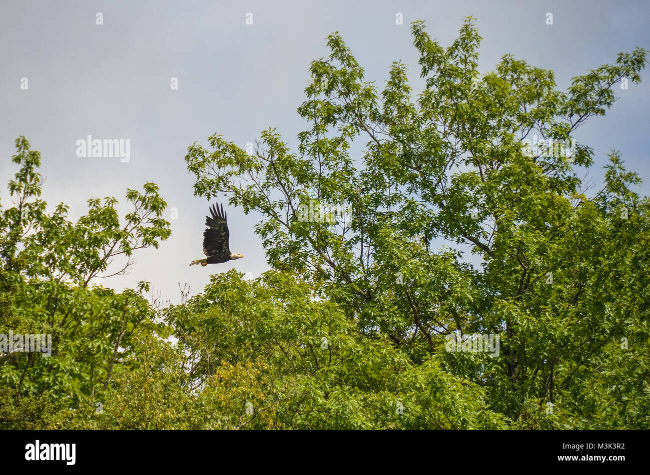 Bald Eagle Soaring Through the Trees #1 Stock Photo - Alamy
