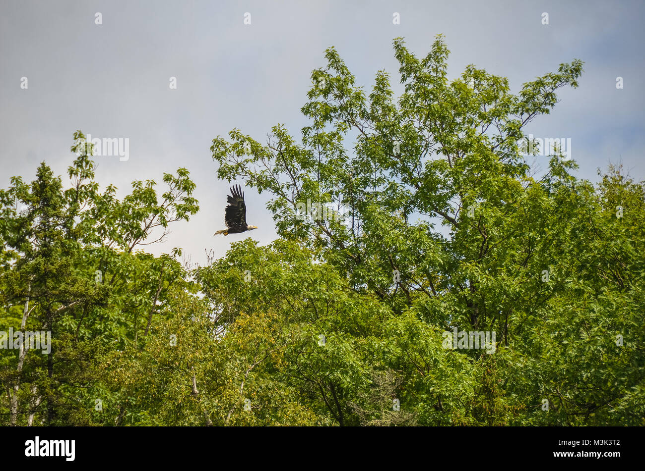 Eagle soaring hi-res stock photography and images - Alamy