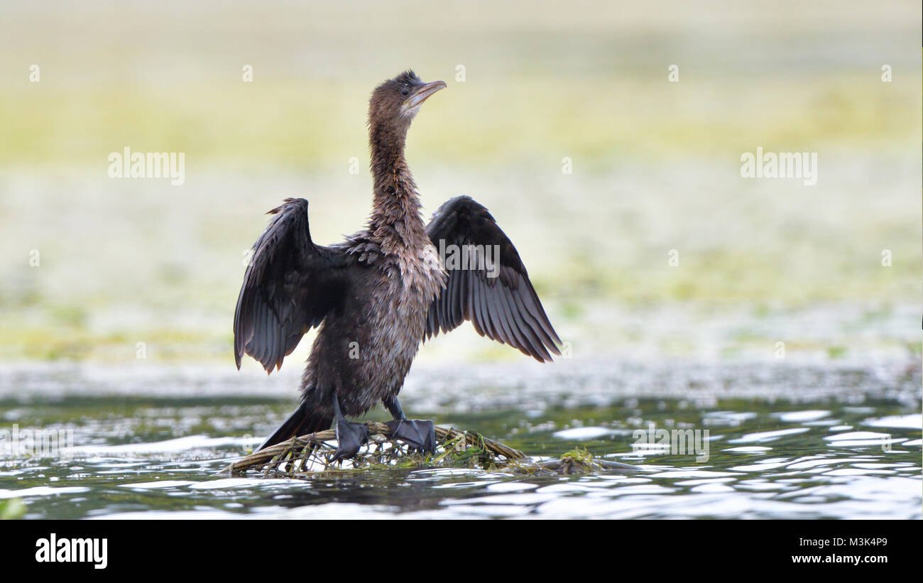 Pygmy cormorant (Microcarbo pygmeus) sitting on a branch Stock Photo ...