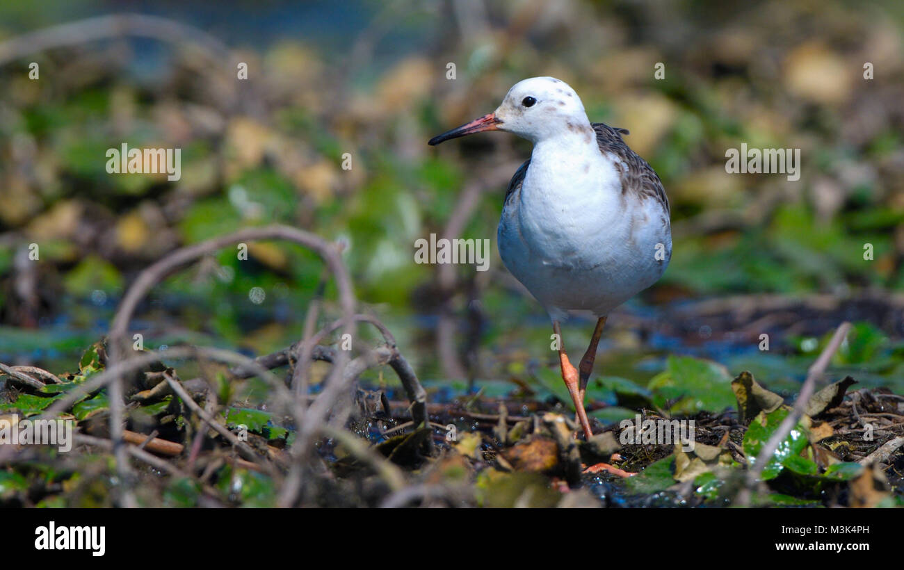 Ruff (Philomachus pugnax) searching food on shore Stock Photo - Alamy