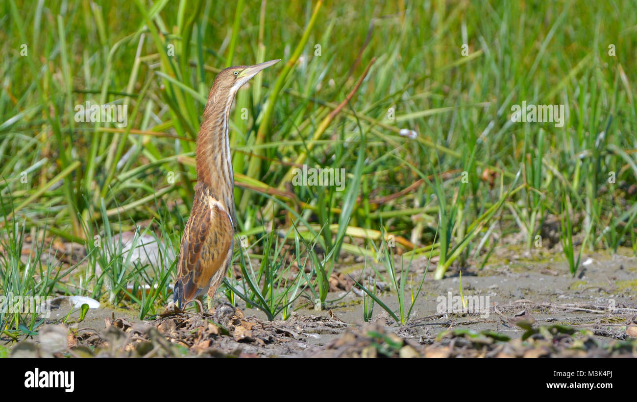 Juvenile Eurasian bittern (Botaurus stellaris) on shore Stock Photo - Alamy