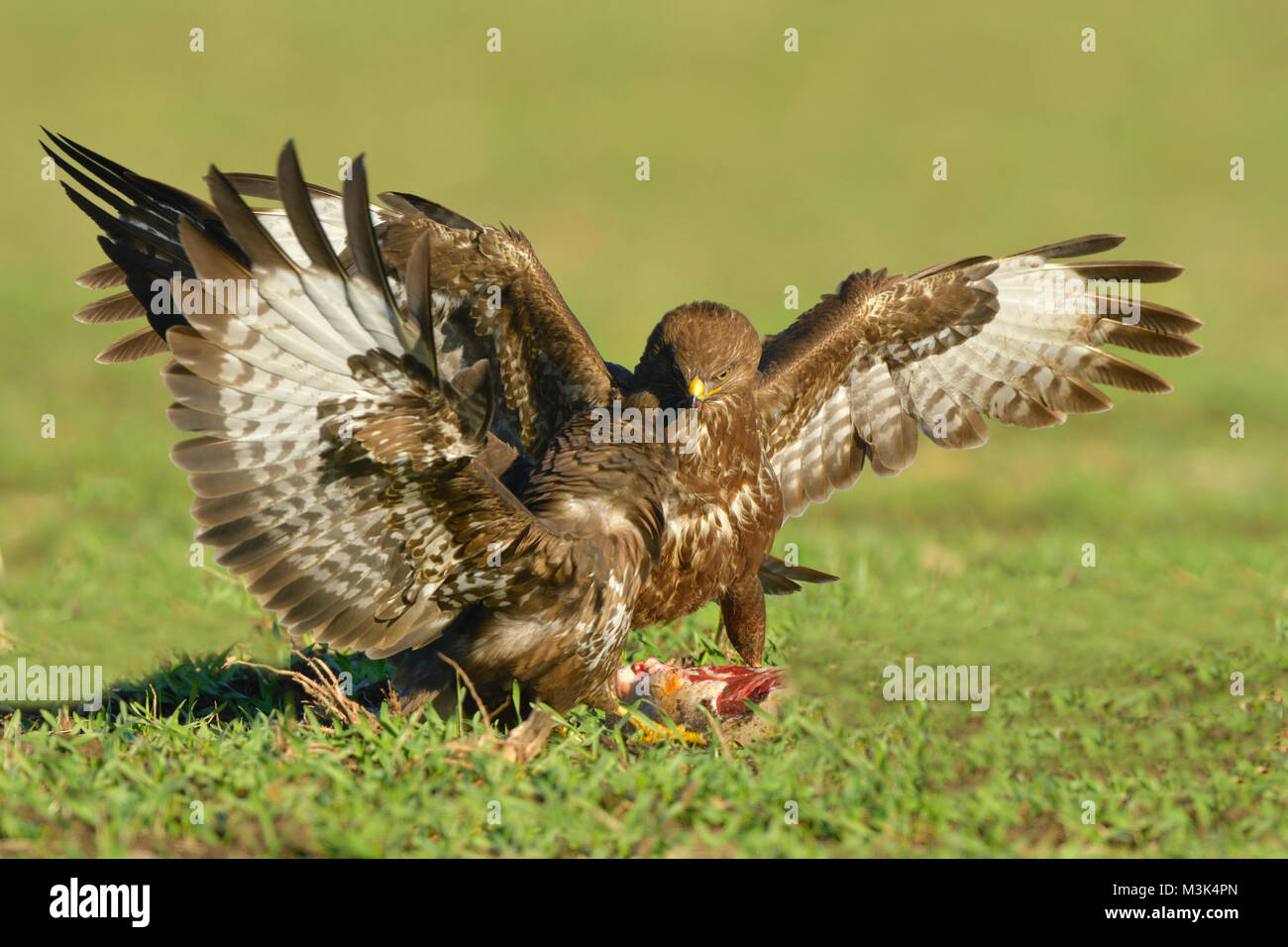 Common buzzards hi-res stock photography and images - Alamy