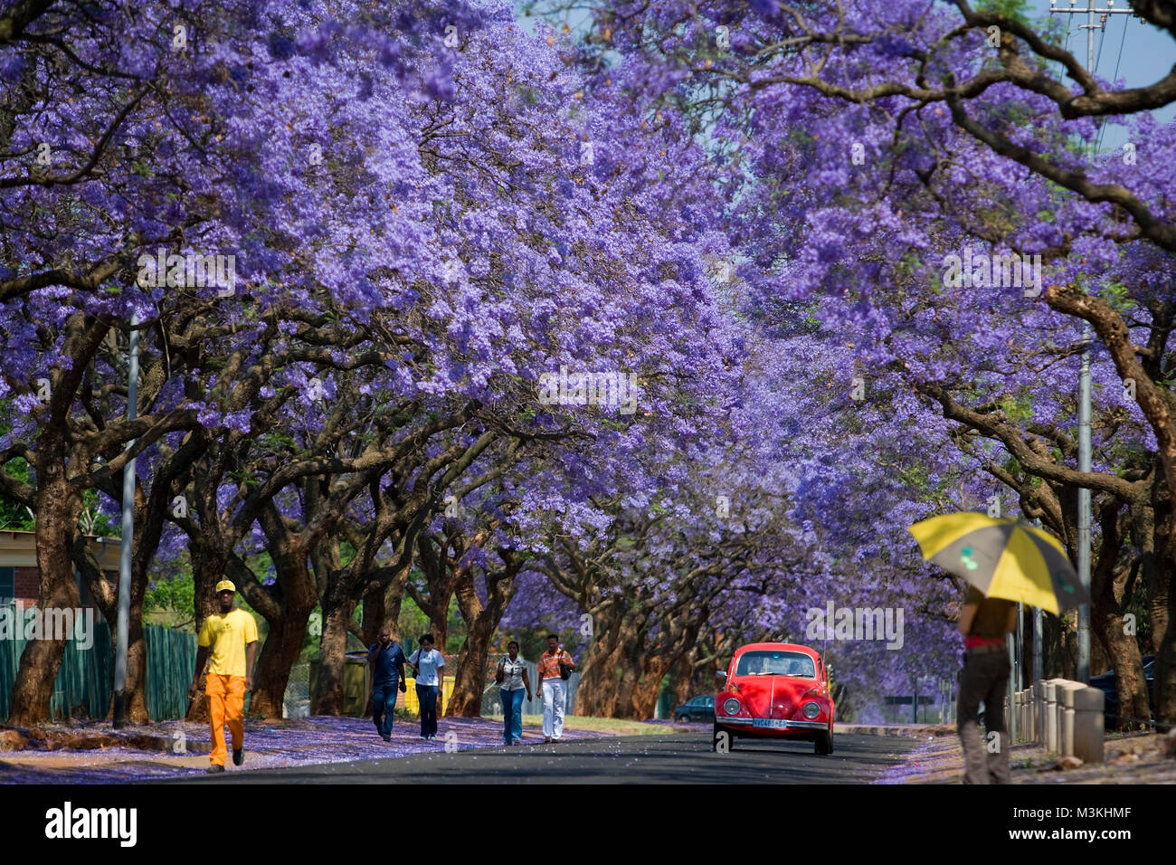 South Africa, Pretoria, Blooming Jacaranda trees Stock Photo - Alamy