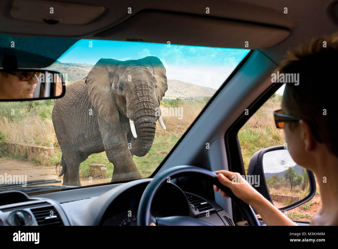 Elephant sitting car hi-res stock photography and images - Alamy