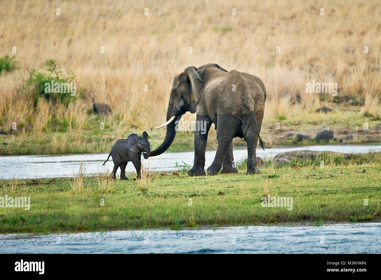 South Africa, near Rustenburg, Pilanesberg National Park. African ...