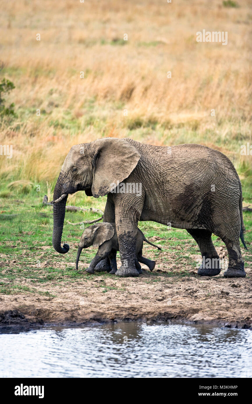 Rustenburg south africa hi-res stock photography and images - Alamy