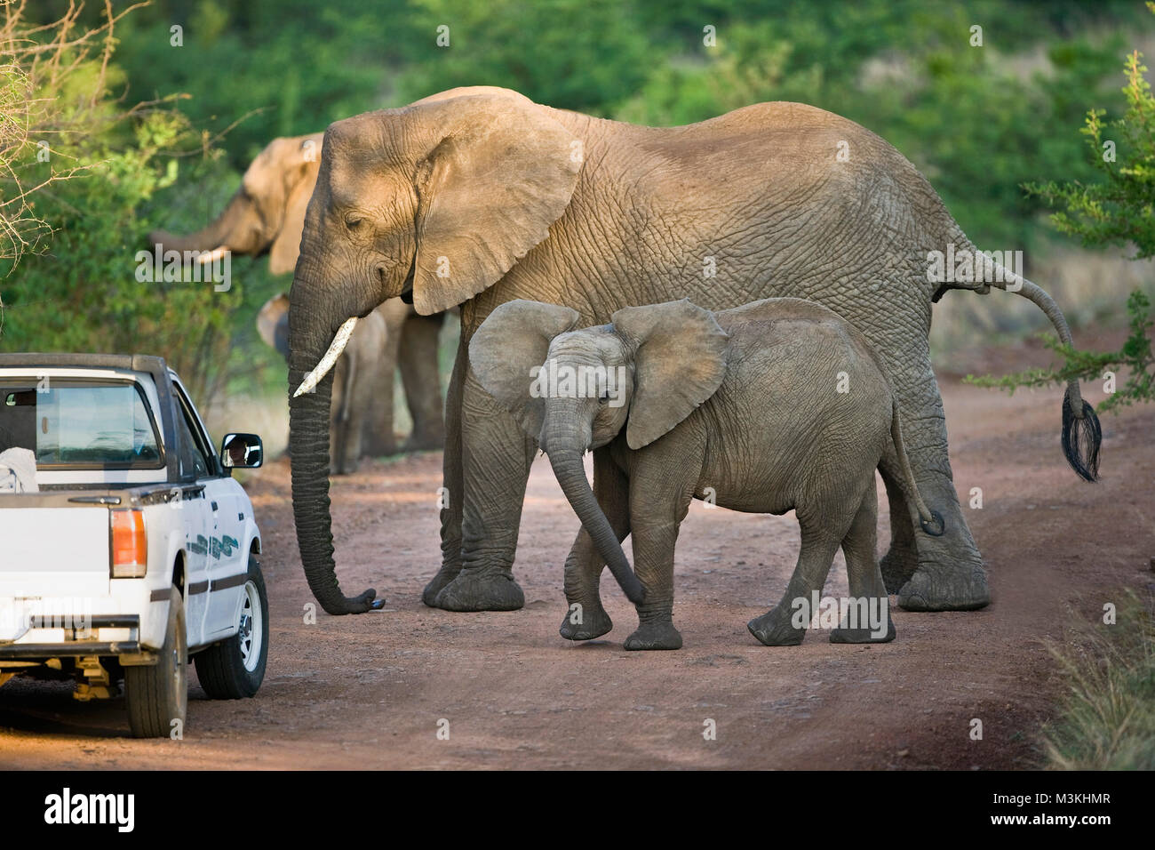 South Africa, near Rustenburg, Pilanesberg National Park. African ...