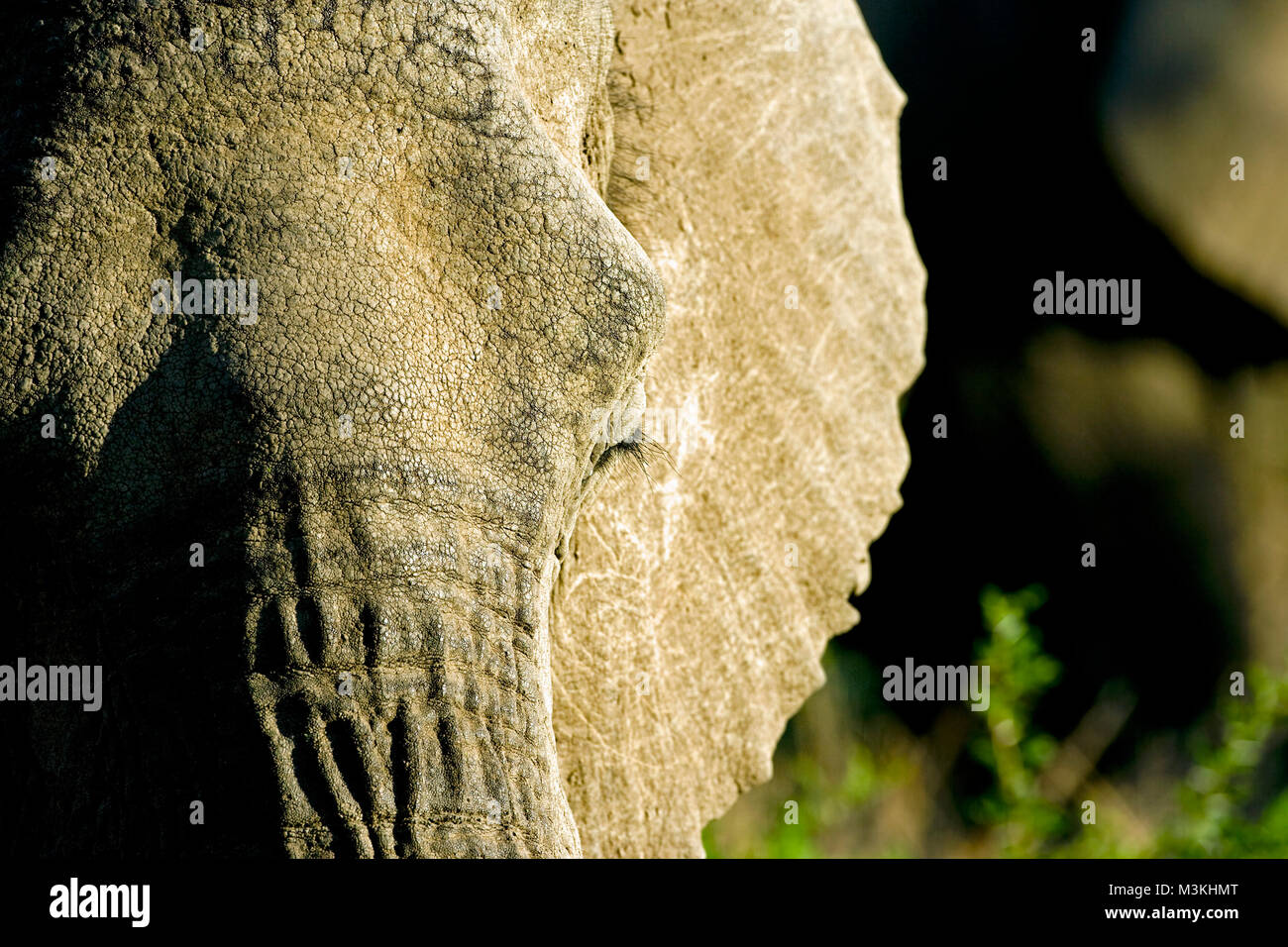 South Africa, near Rustenburg, Pilanesberg National Park. African ...