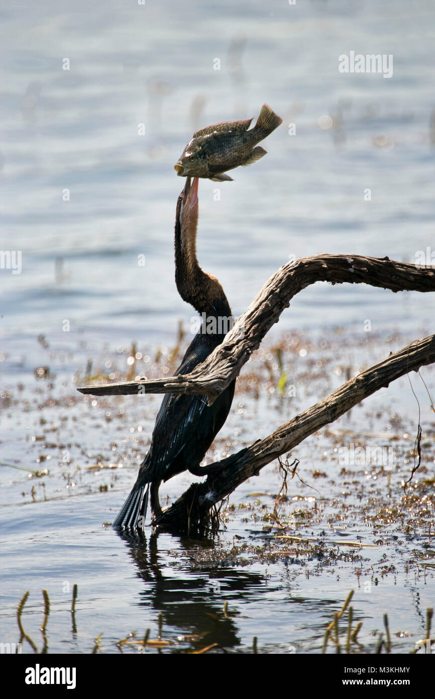 South Africa, near Rustenburg, Pilanesberg National Park. Mankwe hide ...